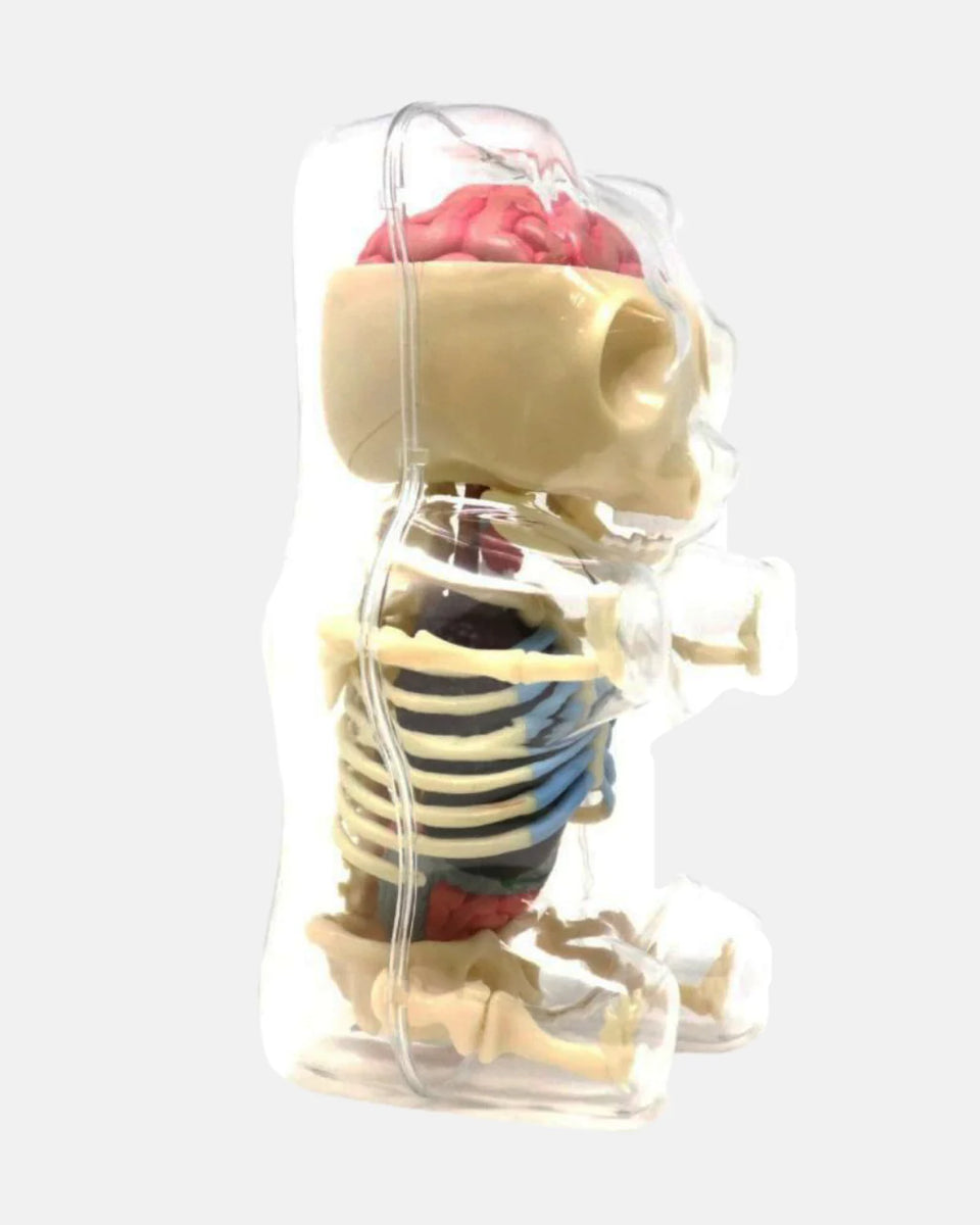 Gummi Bear Anatomy (Signed) – Gallery OZ